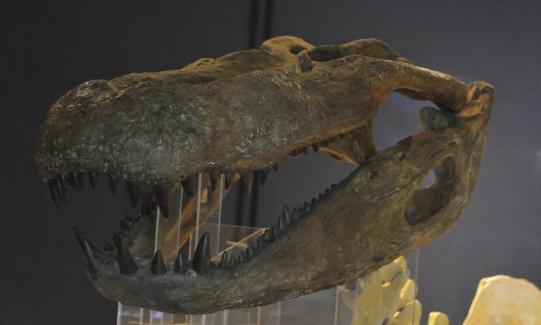 BH vai ganhar réplica de fóssil do maior jacaré do mundo - Gerais ...