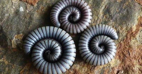 Vermes: testes para detecção de parasitoses intestinais devem ser ...