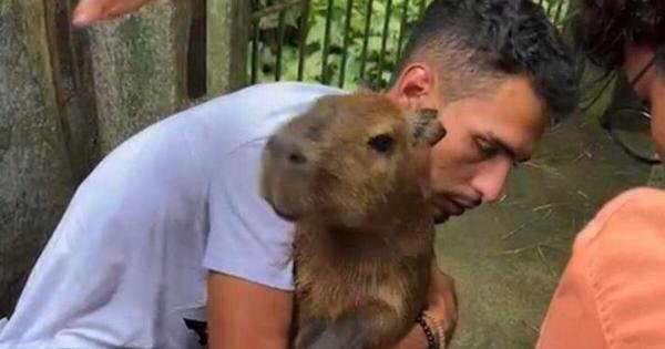 Influenciador recupera capivara Filó do Ibama - Nacional - Estado de Minas