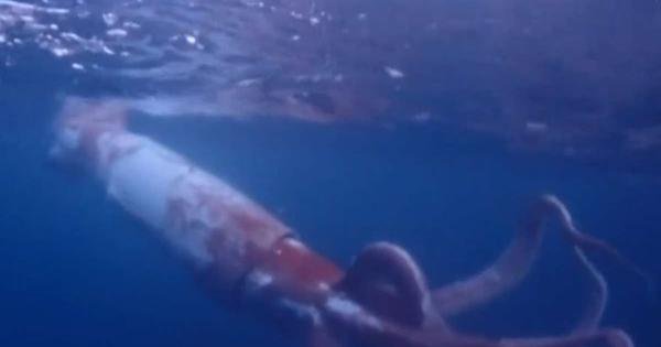 Vídeo: mergulhadores japoneses fazem raras imagens de lula gigante ...