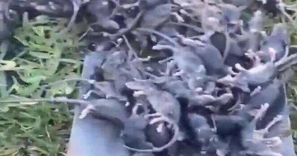 Veja: invasão de ratos na Austrália destrói plantações e assusta ...