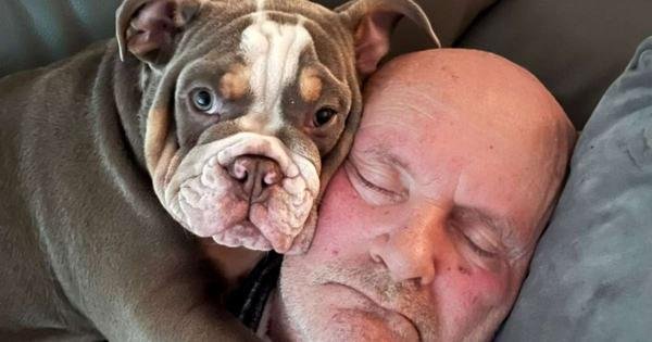 Cão salva a vida do dono ao roer o dedo do pé até ao osso; entenda ...