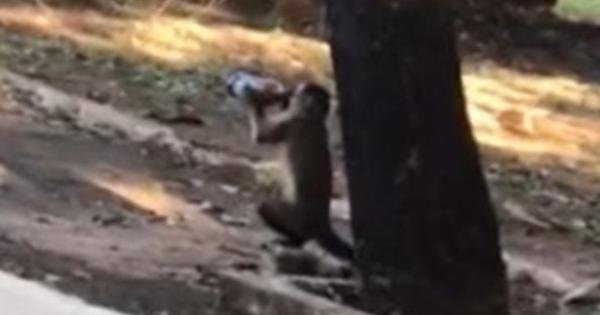 Vídeo: macaco vira garrafa de cerveja e viraliza na rede social ...