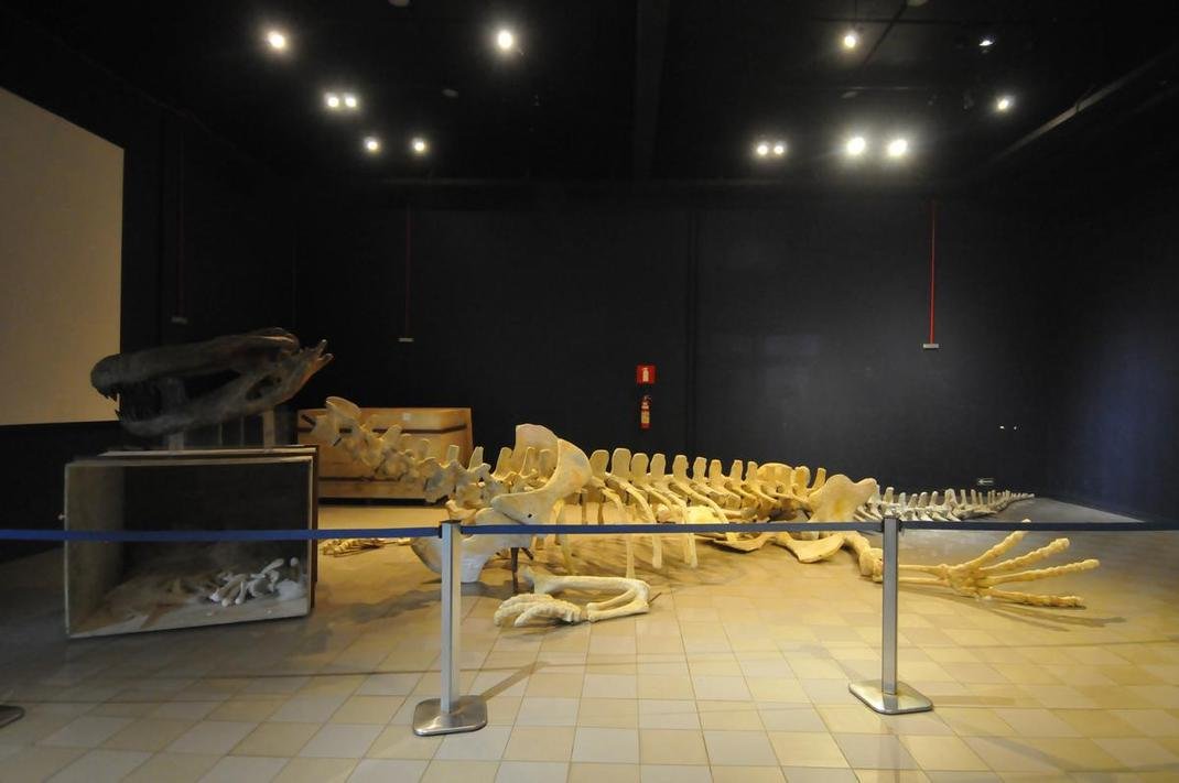 Fotos do Purussaurus no museu da PUC Minas -Estado de Minas