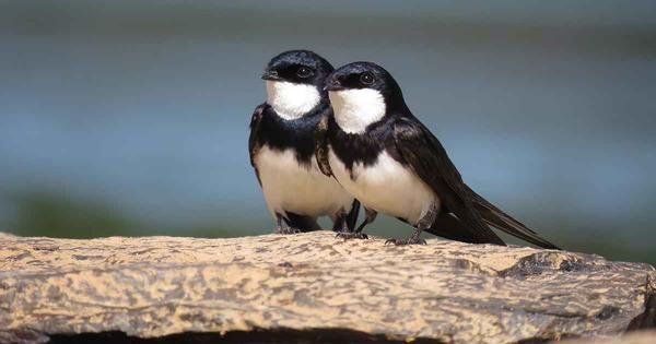 Andorinha ameaçada de extinção é reencontrada no Rio Paraopeba - Gerais ...