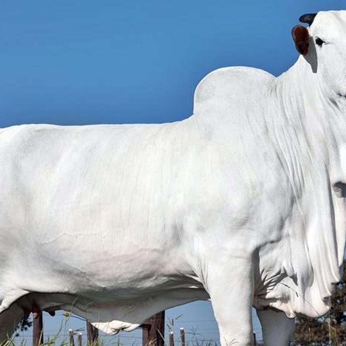 Menor Vaca Do Mundo Rani”, A Pequena Vaca Que Pode Ser A Mais