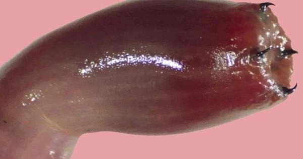 Mordida de verme aquático com dentes de cobre injeta veneno e causa ...