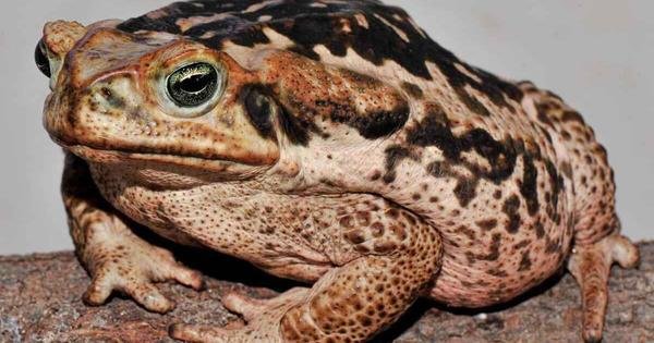 Sapos-cururus preocupam cientistas e viram pragas em Taiwan ...