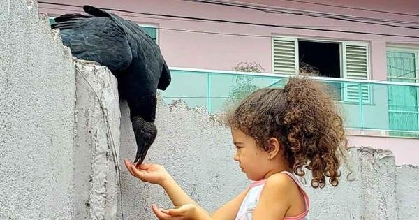 Conheça 'Júnior', o urubu que virou mascote em Carmo do Rio Claro ...