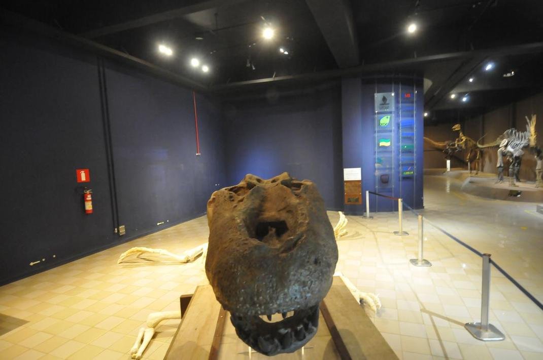 Fotos do Purussaurus no museu da PUC Minas -Estado de Minas