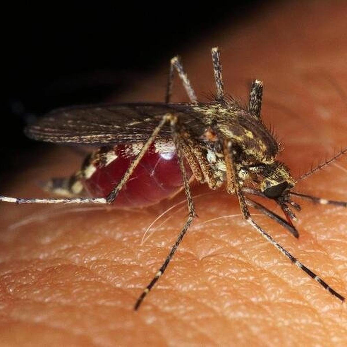 Picada De Inseto Amarelo Ministério Da Saúde Added A New Photo.