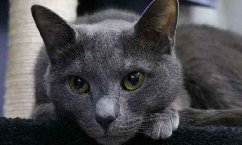 Federação Felina Internacional: gatos russos são banidos de competições ...