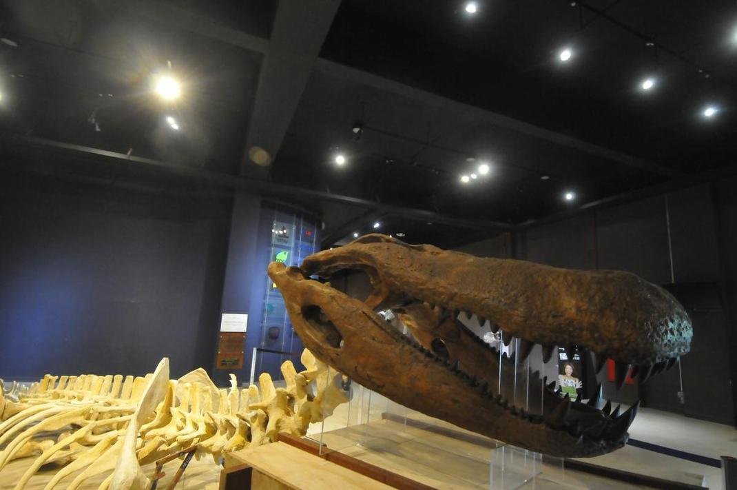 Fotos do Purussaurus no museu da PUC Minas -Estado de Minas