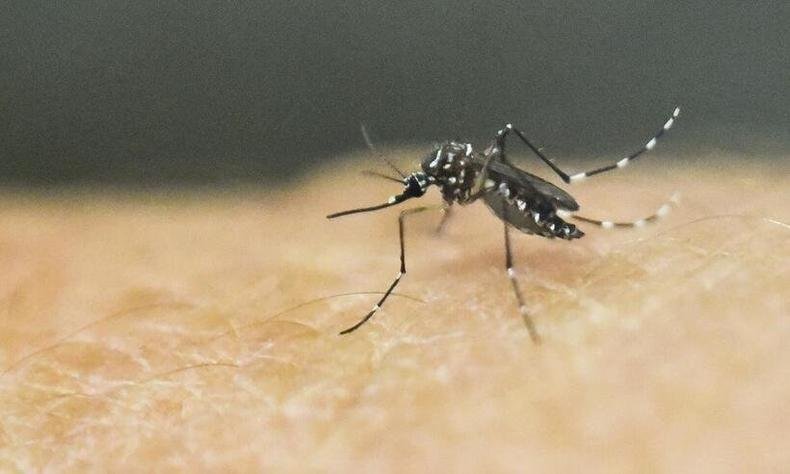 Aedes aegypti se adapta e passa a se reproduzir em água suja também ...